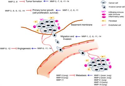 Frontiers | Matrix metalloproteinases as therapeutic targets in breast cancer